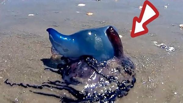 世界上最恐怖的水母_箱水母毒性有多强-第1张图片-山城妙识 世界上最恐怖的水母_箱水母毒性有多强-第1张图片-山城妙识