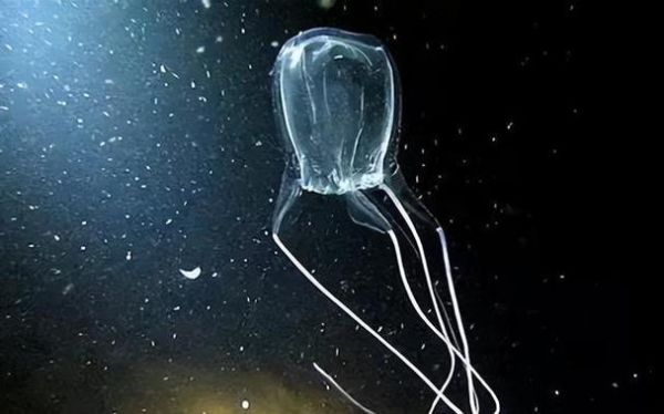 世界上最恐怖的水母_箱水母毒性有多强-第3张图片-山城妙识 世界上最恐怖的水母_箱水母毒性有多强-第3张图片-山城妙识