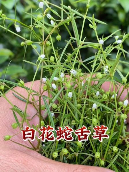 白花蛇舌草图片大全_白花蛇舌草长什么样-第3张图片-山城妙识 白花蛇舌草图片大全_白花蛇舌草长什么样-第3张图片-山城妙识