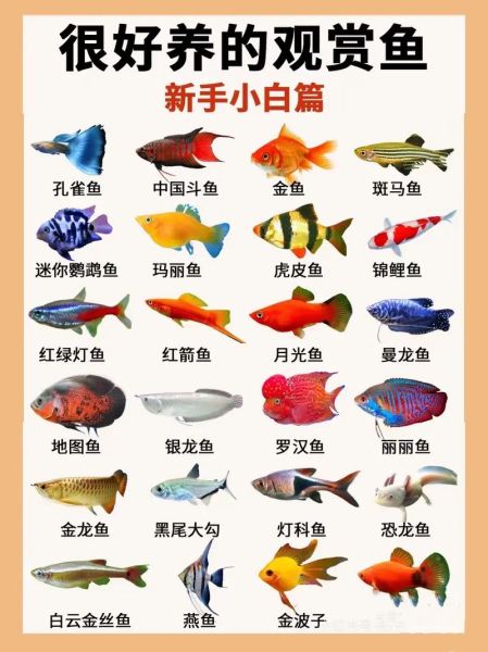 淡水鱼种类大全_常见淡水鱼名称及图片对照-第1张图片-山城妙识