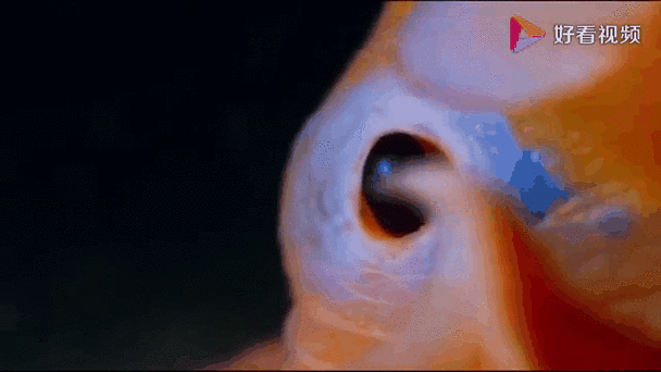 烙饼章鱼多少钱一只_烙饼章鱼饲养成本-第2张图片-山城妙识