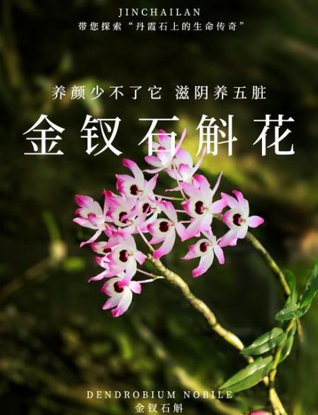 金钗石斛花怎么吃_金钗石斛花功效与禁忌-第3张图片-山城妙识