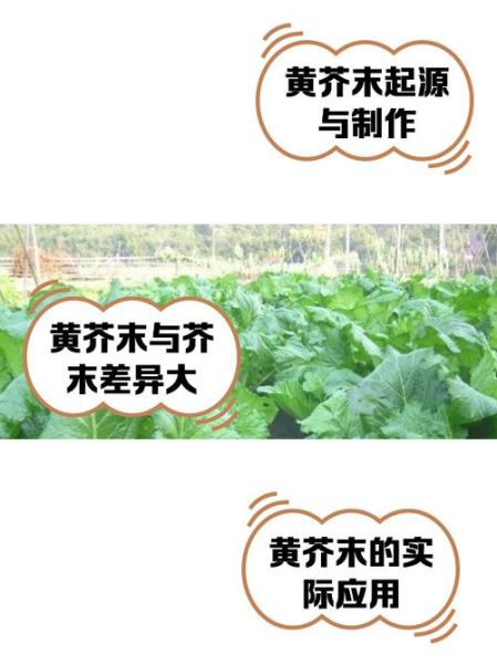 黄芥末怎么做_黄芥末和绿芥末区别-第1张图片-山城妙识