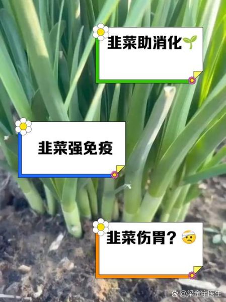 吃韭菜的好处和坏处_韭菜吃多了有什么副作用-第2张图片-山城妙识 吃韭菜的好处和坏处_韭菜吃多了有什么副作用-第2张图片-山城妙识