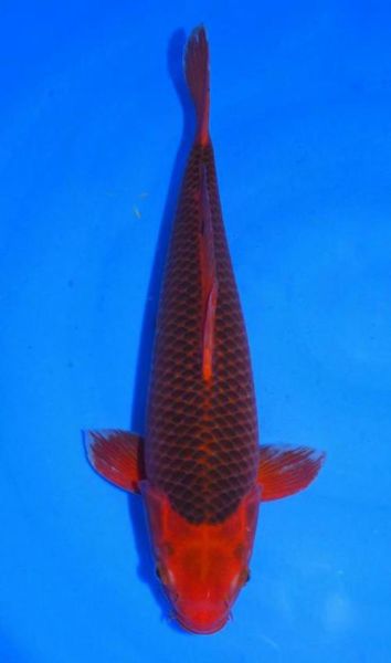 冷水鱼图片大全_冷水观赏鱼有哪些-第2张图片-山城妙识 冷水鱼图片大全_冷水观赏鱼有哪些-第2张图片-山城妙识