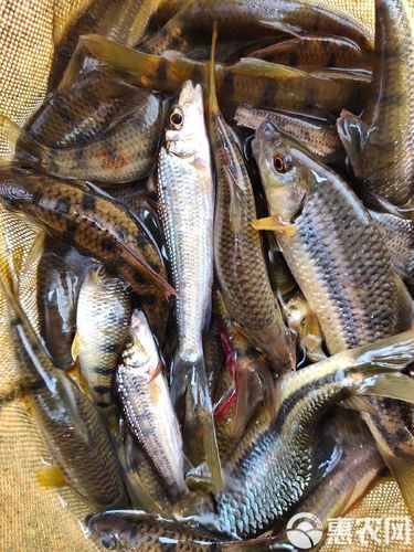 小石斑鱼图片_淡水能养吗-第2张图片-山城妙识 小石斑鱼图片_淡水能养吗-第2张图片-山城妙识