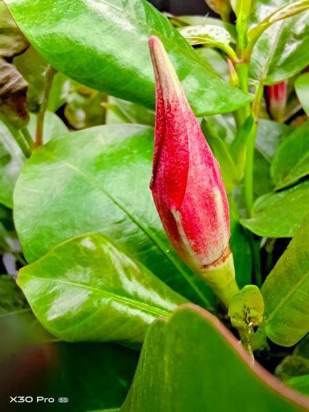 vivo手机秋葵视频下载教程_vivo秋葵视频安装失败怎么办-第3张图片-山城妙识 vivo手机秋葵视频下载教程_vivo秋葵视频安装失败怎么办-第3张图片-山城妙识