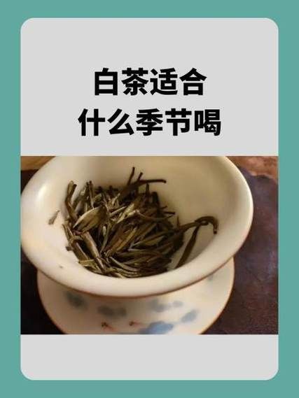 白茶适合什么季节喝_白茶适合夏天还是冬天-第2张图片-山城妙识 白茶适合什么季节喝_白茶适合夏天还是冬天-第2张图片-山城妙识