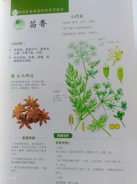 小茴香的功效与作用_小茴香能治什么病-第3张图片-山城妙识 小茴香的功效与作用_小茴香能治什么病-第3张图片-山城妙识