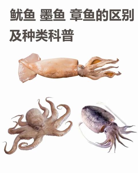 八爪鱼和墨鱼的区别_怎么区分章鱼与乌贼-第3张图片-山城妙识 八爪鱼和墨鱼的区别_怎么区分章鱼与乌贼-第3张图片-山城妙识