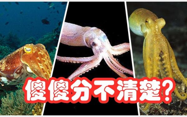 八爪鱼和墨鱼的区别_怎么区分章鱼与乌贼-第2张图片-山城妙识 八爪鱼和墨鱼的区别_怎么区分章鱼与乌贼-第2张图片-山城妙识