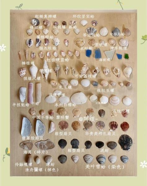 贝壳类大全有哪些_如何挑选新鲜贝壳-第3张图片-山城妙识 贝壳类大全有哪些_如何挑选新鲜贝壳-第3张图片-山城妙识
