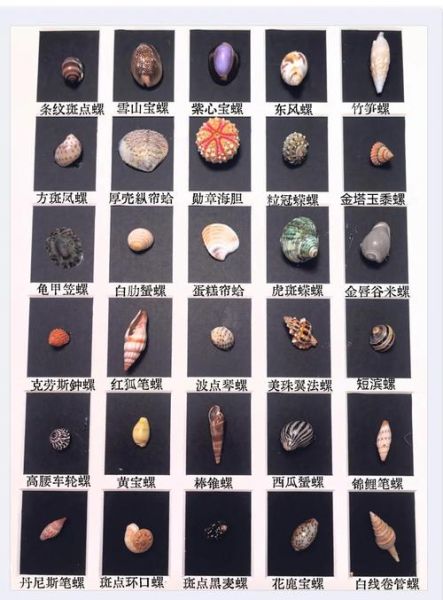 贝壳类大全有哪些_如何挑选新鲜贝壳-第2张图片-山城妙识 贝壳类大全有哪些_如何挑选新鲜贝壳-第2张图片-山城妙识