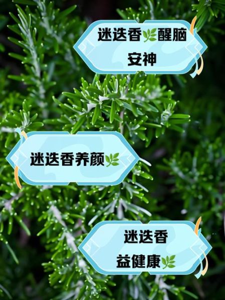 迷迭香的功效与作用_迷迭香怎么用效果最好-第1张图片-山城妙识 迷迭香的功效与作用_迷迭香怎么用效果最好-第1张图片-山城妙识