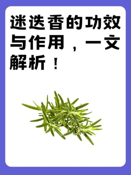 迷迭香的功效与作用_迷迭香怎么用效果最好-第3张图片-山城妙识 迷迭香的功效与作用_迷迭香怎么用效果最好-第3张图片-山城妙识