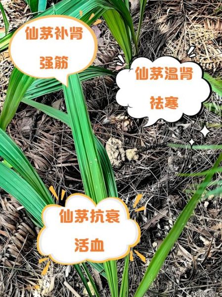 仙茅补肾壮阳多久见效_仙茅能提高性功能吗-第2张图片-山城妙识