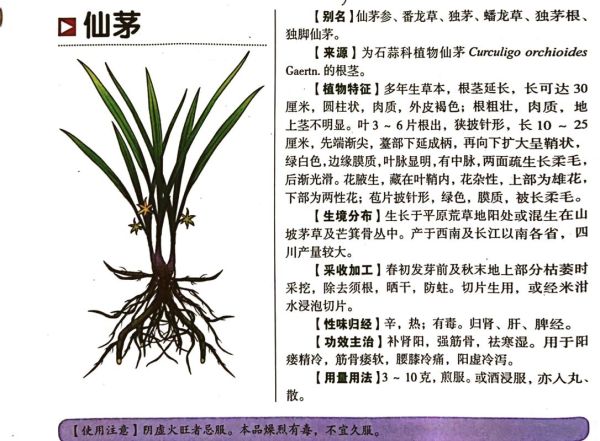 仙茅补肾壮阳多久见效_仙茅能提高性功能吗-第1张图片-山城妙识