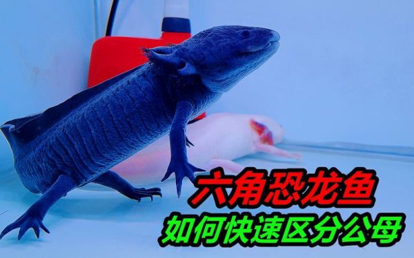 六角恐龙鱼怎么分公母_六角恐龙鱼公母区别图解-第2张图片-山城妙识 六角恐龙鱼怎么分公母_六角恐龙鱼公母区别图解-第2张图片-山城妙识