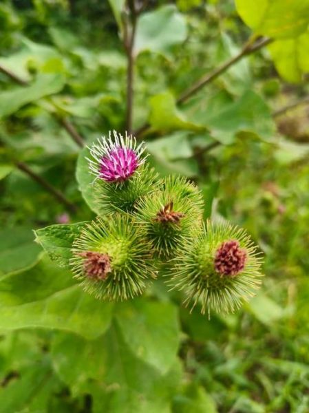 牛蒡是什么_牛蒡长什么样-第1张图片-山城妙识 牛蒡是什么_牛蒡长什么样-第1张图片-山城妙识