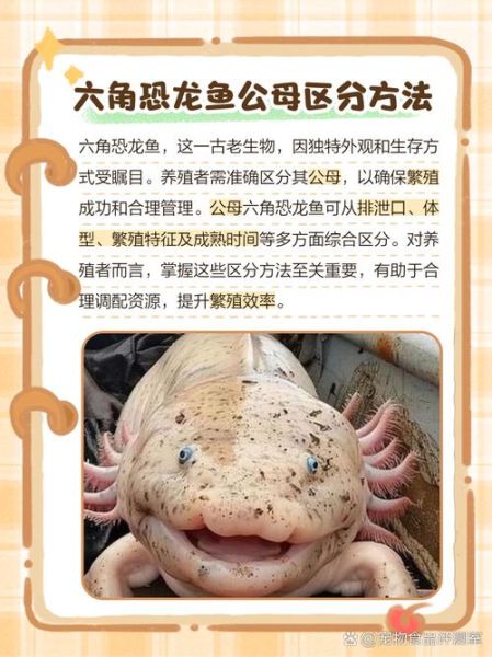 六角恐龙鱼怎么分公母_六角恐龙鱼公母区别图解-第1张图片-山城妙识 六角恐龙鱼怎么分公母_六角恐龙鱼公母区别图解-第1张图片-山城妙识