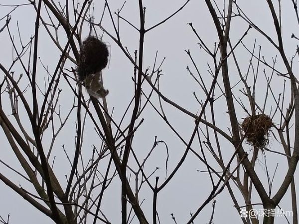 百鸟归巢鸟归窝是什么意思_百鸟归巢鸟归窝的寓意-第2张图片-山城妙识 百鸟归巢鸟归窝是什么意思_百鸟归巢鸟归窝的寓意-第2张图片-山城妙识