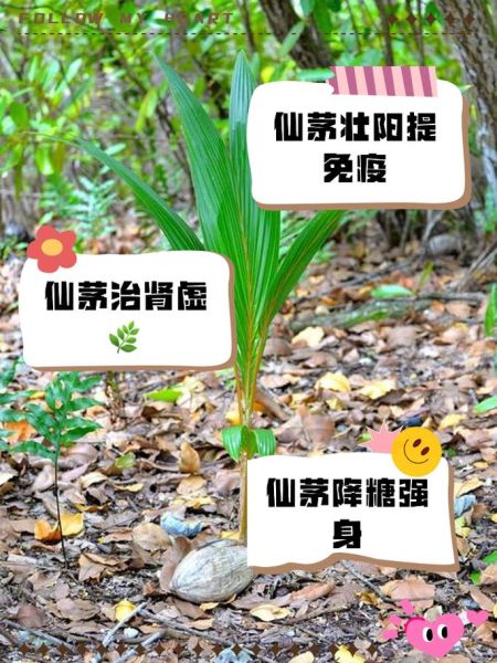 仙茅补肾壮阳多久见效_仙茅能提高性功能吗-第3张图片-山城妙识