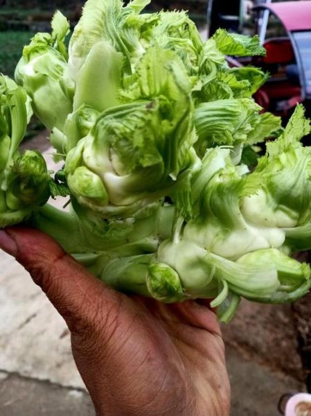 儿菜又叫什么名字_儿菜和棒菜是不是同一种蔬菜-第3张图片-山城妙识 儿菜又叫什么名字_儿菜和棒菜是不是同一种蔬菜-第3张图片-山城妙识