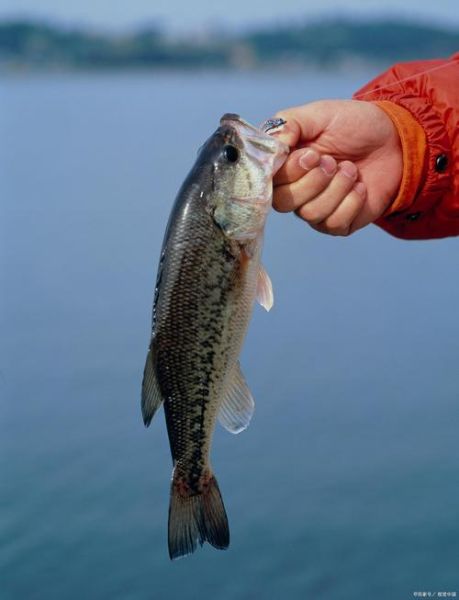 鲈鱼图片真实图片_如何辨别野生与养殖-第3张图片-山城妙识