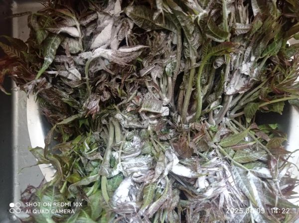 香椿芽怎么腌制_香椿芽腌制能放多久-第3张图片-山城妙识 香椿芽怎么腌制_香椿芽腌制能放多久-第3张图片-山城妙识