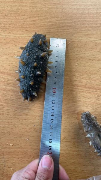 山东海参多少钱一斤_山东海参怎么挑选-第2张图片-山城妙识 山东海参多少钱一斤_山东海参怎么挑选-第2张图片-山城妙识