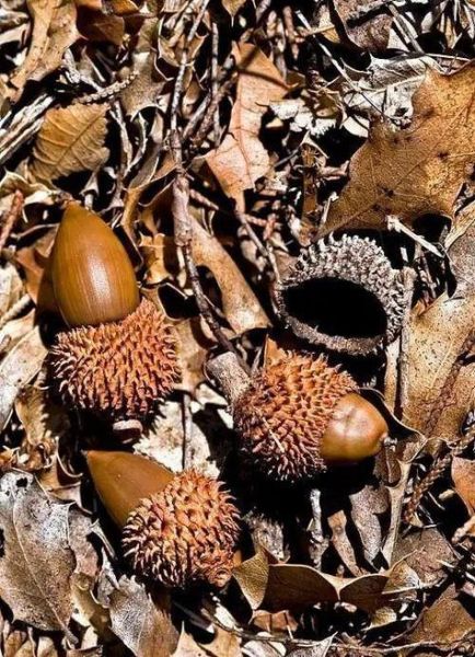 榛子和橡子的区别_哪个营养价值更高-第1张图片-山城妙识