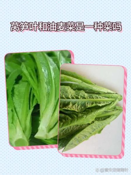 油麦菜图片和莴笋叶是同一种吗_区别在哪-第3张图片-山城妙识 油麦菜图片和莴笋叶是同一种吗_区别在哪-第3张图片-山城妙识