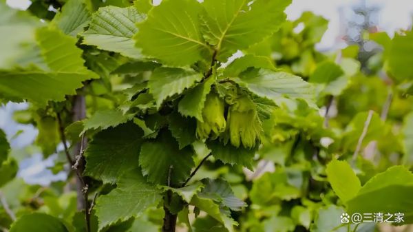 榛子和橡子的区别_哪个营养价值更高-第3张图片-山城妙识