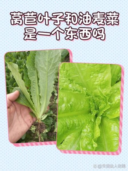 油麦菜图片和莴笋叶是同一种吗_区别在哪-第2张图片-山城妙识 油麦菜图片和莴笋叶是同一种吗_区别在哪-第2张图片-山城妙识