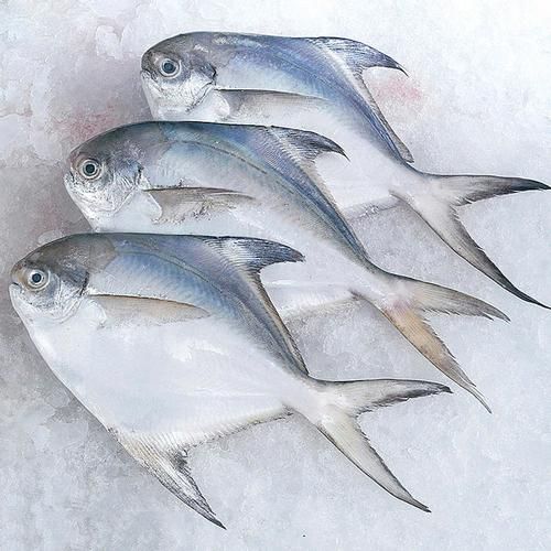 平鱼价格多少钱一斤_平鱼最新行情-第3张图片-山城妙识