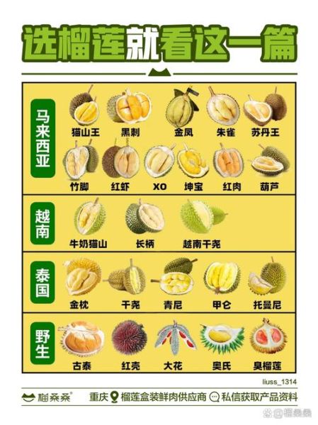 榴莲品种排名前十_哪个最好吃-第2张图片-山城妙识 榴莲品种排名前十_哪个最好吃-第2张图片-山城妙识