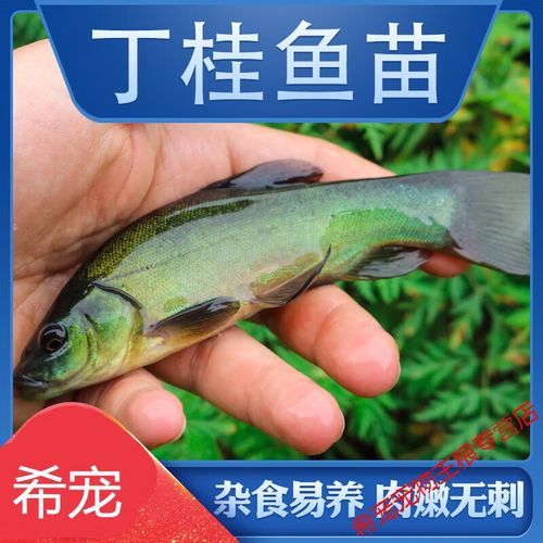 丁桂鱼养殖成本多少钱一斤_丁桂鱼养殖成本明细-第3张图片-山城妙识 丁桂鱼养殖成本多少钱一斤_丁桂鱼养殖成本明细-第3张图片-山城妙识