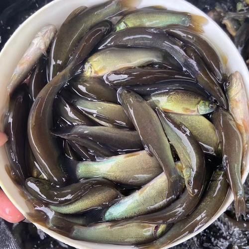 丁桂鱼养殖成本多少钱一斤_丁桂鱼养殖成本明细-第1张图片-山城妙识 丁桂鱼养殖成本多少钱一斤_丁桂鱼养殖成本明细-第1张图片-山城妙识