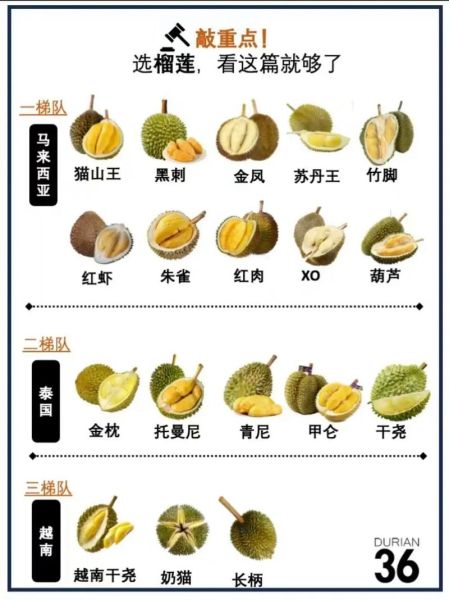 榴莲品种排名前十_哪个最好吃-第3张图片-山城妙识 榴莲品种排名前十_哪个最好吃-第3张图片-山城妙识