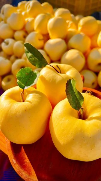 冬天吃什么水果好_冬季水果推荐-第1张图片-山城妙识