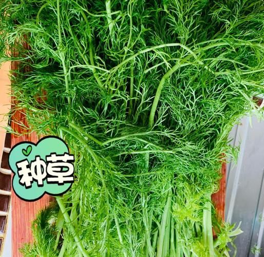 茴香馅饺子怎么调馅好吃_茴香饺子不柴的秘诀-第1张图片-山城妙识 茴香馅饺子怎么调馅好吃_茴香饺子不柴的秘诀-第1张图片-山城妙识