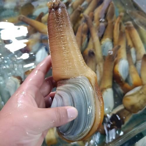 象拔蚌一只一般多少重_怎么挑选重量合适的象拔蚌-第1张图片-山城妙识 象拔蚌一只一般多少重_怎么挑选重量合适的象拔蚌-第1张图片-山城妙识