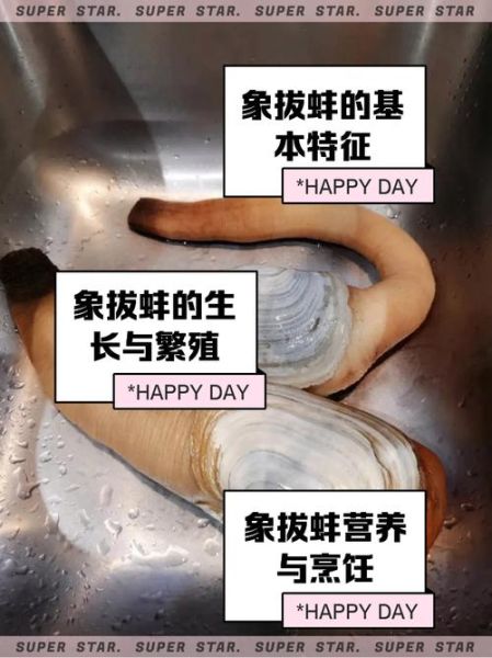 象拔蚌一只一般多少重_怎么挑选重量合适的象拔蚌-第3张图片-山城妙识 象拔蚌一只一般多少重_怎么挑选重量合适的象拔蚌-第3张图片-山城妙识