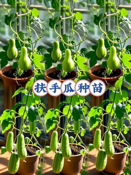 佛手瓜种子怎么种_佛手瓜种子催芽方法-第2张图片-山城妙识