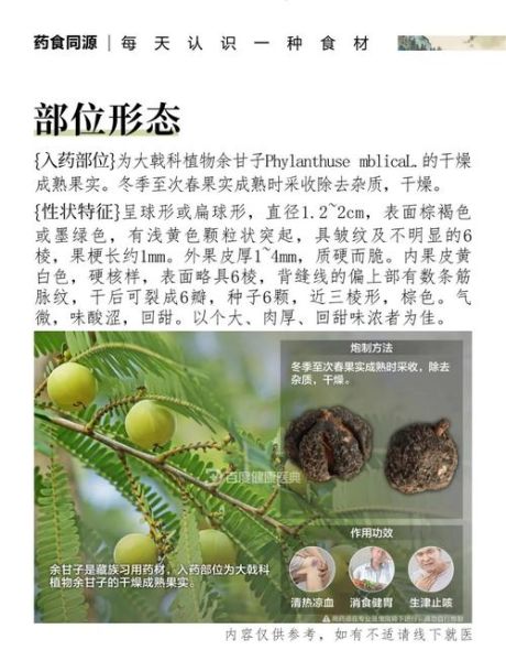 余甘子生粉怎么吃_余甘子生粉功效与副作用-第3张图片-山城妙识 余甘子生粉怎么吃_余甘子生粉功效与副作用-第3张图片-山城妙识