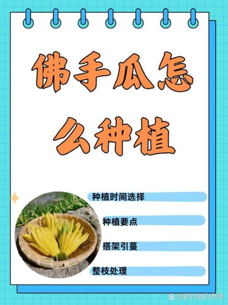 佛手瓜种子怎么种_佛手瓜种子催芽方法-第1张图片-山城妙识