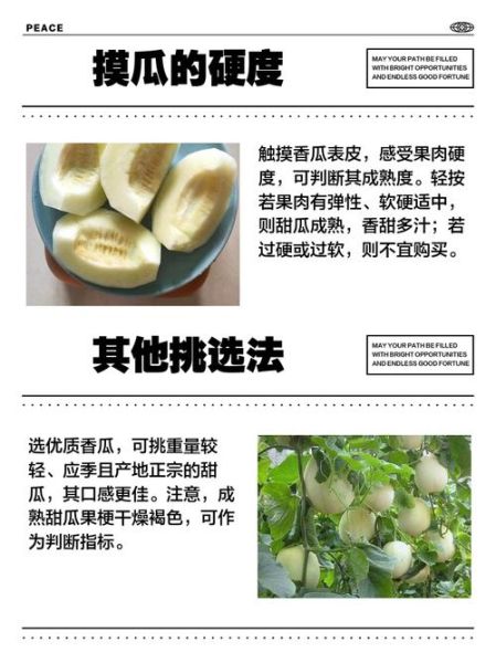 香瓜怎么挑选_香瓜什么时候成熟-第2张图片-山城妙识 香瓜怎么挑选_香瓜什么时候成熟-第2张图片-山城妙识