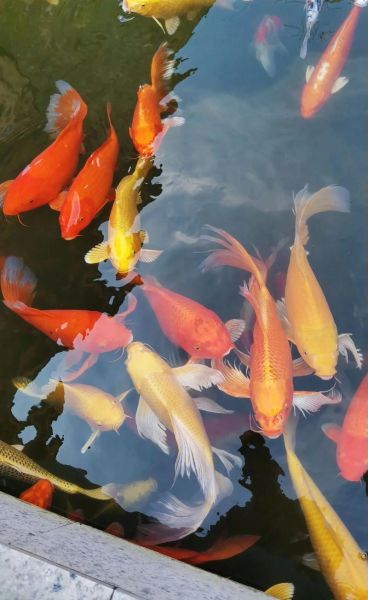 鱼图片大全大图可爱_如何挑选高清萌鱼壁纸-第2张图片-山城妙识 鱼图片大全大图可爱_如何挑选高清萌鱼壁纸-第2张图片-山城妙识