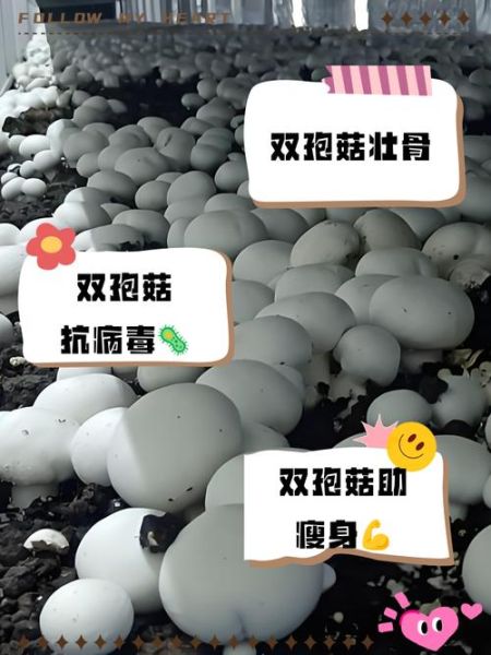 双孢菇栽培技术_如何提高产量与品质-第1张图片-山城妙识 双孢菇栽培技术_如何提高产量与品质-第1张图片-山城妙识