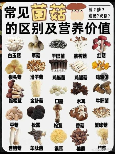 香菇木耳竹荪牛肝菌属于真菌吗_真菌分类与营养差异-第2张图片-山城妙识